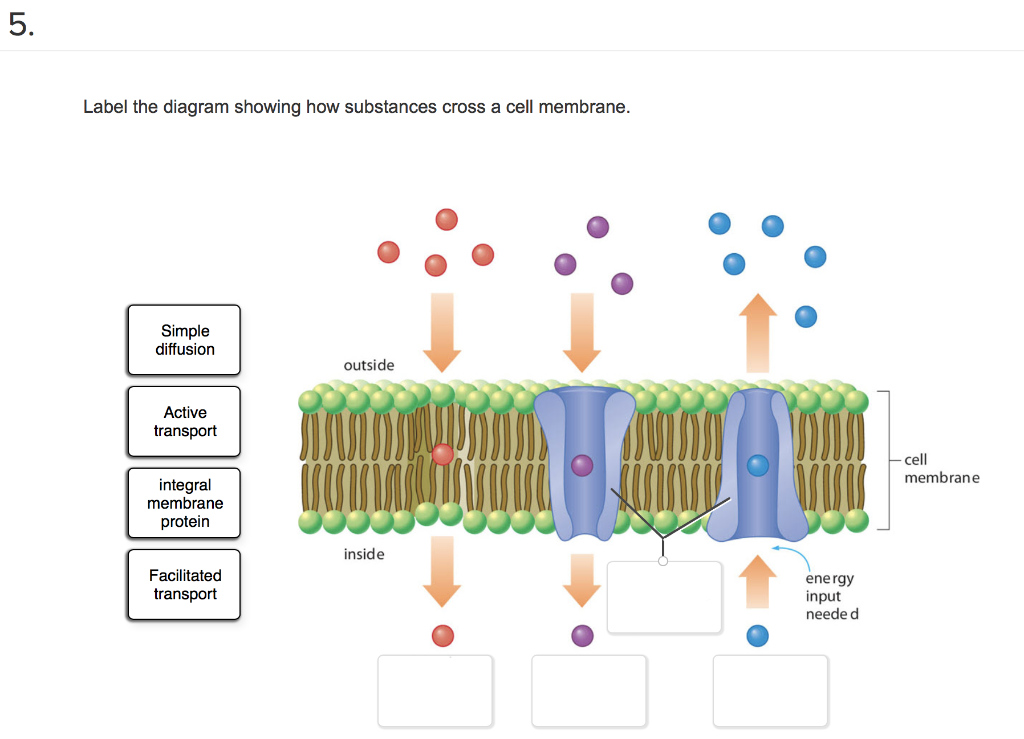 Solved Label The Diagram Showing How Substances Cross A Cell Chegg Solved Label The Diagram Showing How Substances Cross A Cell Chegg