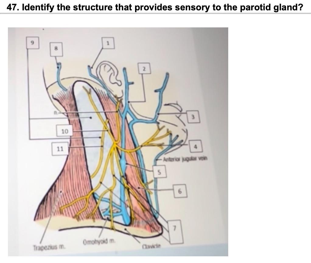 Solved 47. Identify the structure that provides sensory to | Chegg.com