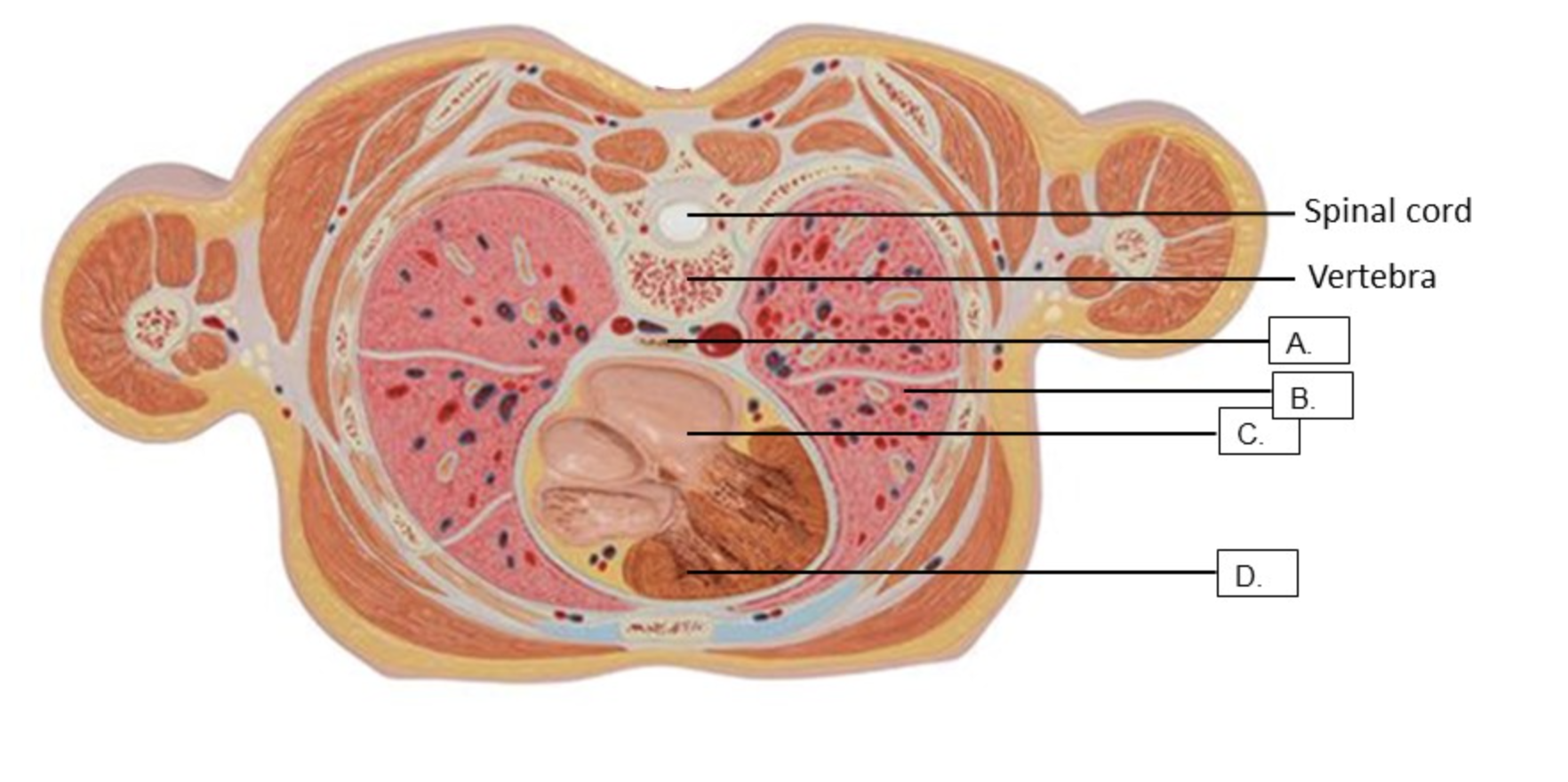 Solved Name organ A Name organ B What material is | Chegg.com