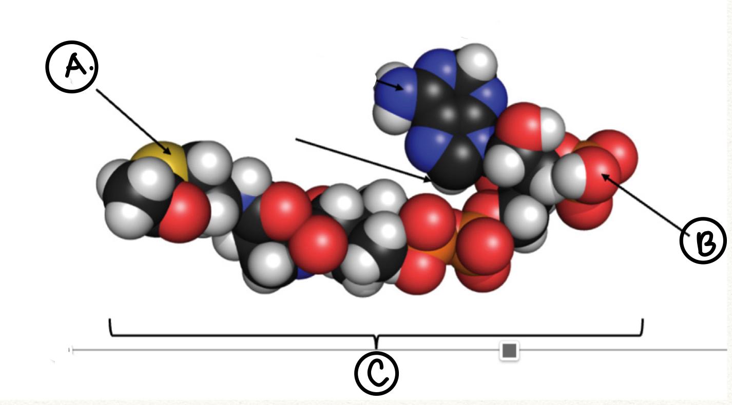 Solved 1. Which atom is shown in detail “A” of the | Chegg.com