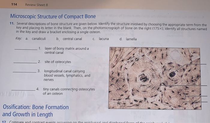 Solved 114 Review Sheet 8 Microscopic Structure of Compact | Chegg.com