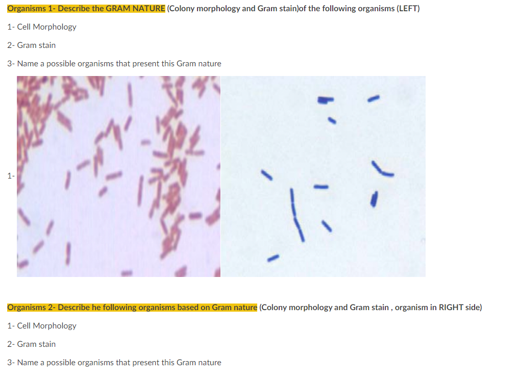 Solved Organisms 1- Describe the GRAM NATURE (Colony | Chegg.com