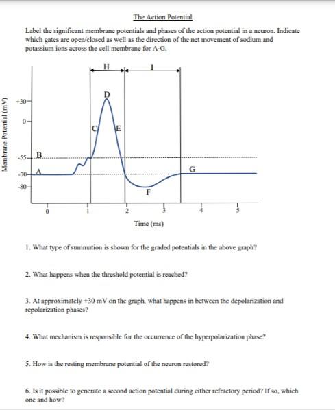 Solved The Action Potential Label the significant membrane | Chegg.com