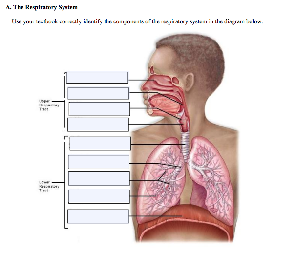 Solved The Respiratory System Use | Chegg.com