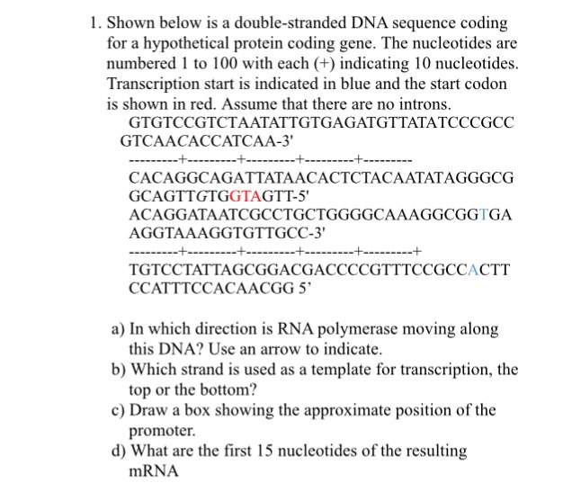 Solved 1. Shown below is a double-stranded DNA sequence | Chegg.com