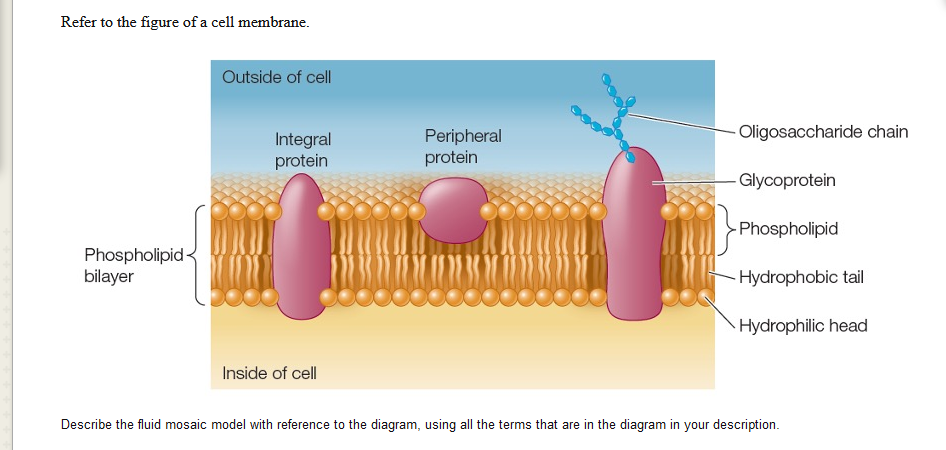 Integral Protein Diagram