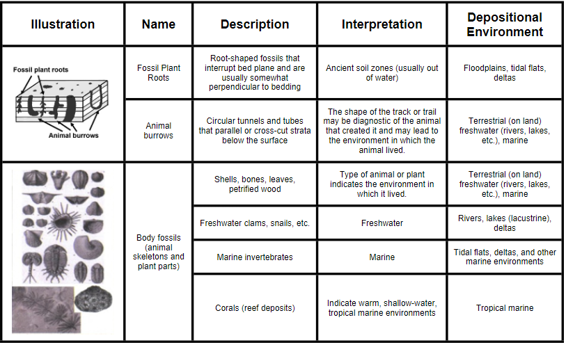 Solved Record of sea-level Rock Type Rock | Chegg.com