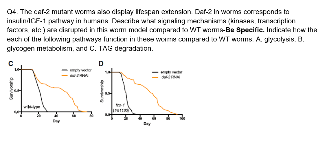 Q4. The daf-2 mutant worms also display lifespan | Chegg.com