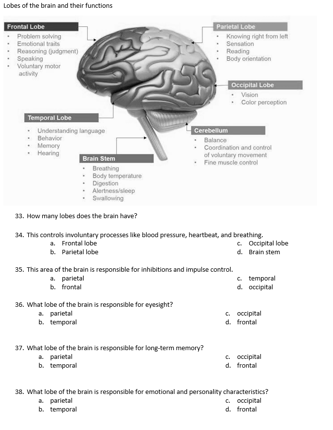Parts Of The Brain And Their Functions Worksheet Brain: Ultimate Guide