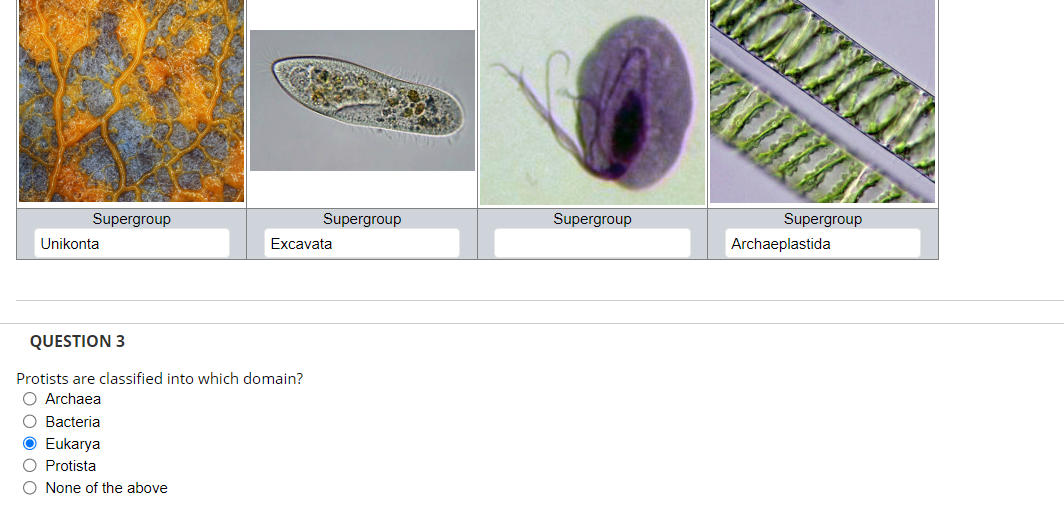 Solved Protists are classified into which domain? Archaea | Chegg.com