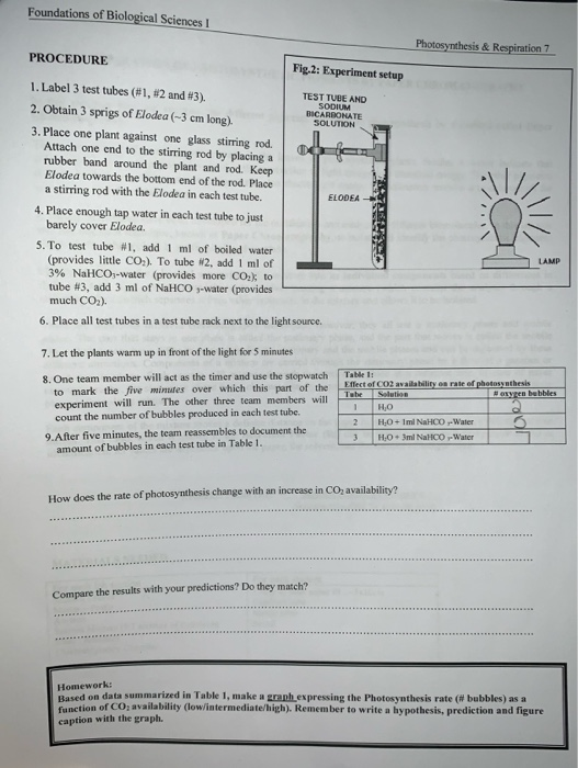 Solved Foundations of Biological Sciences 1 Photosynthesis & | Chegg.com