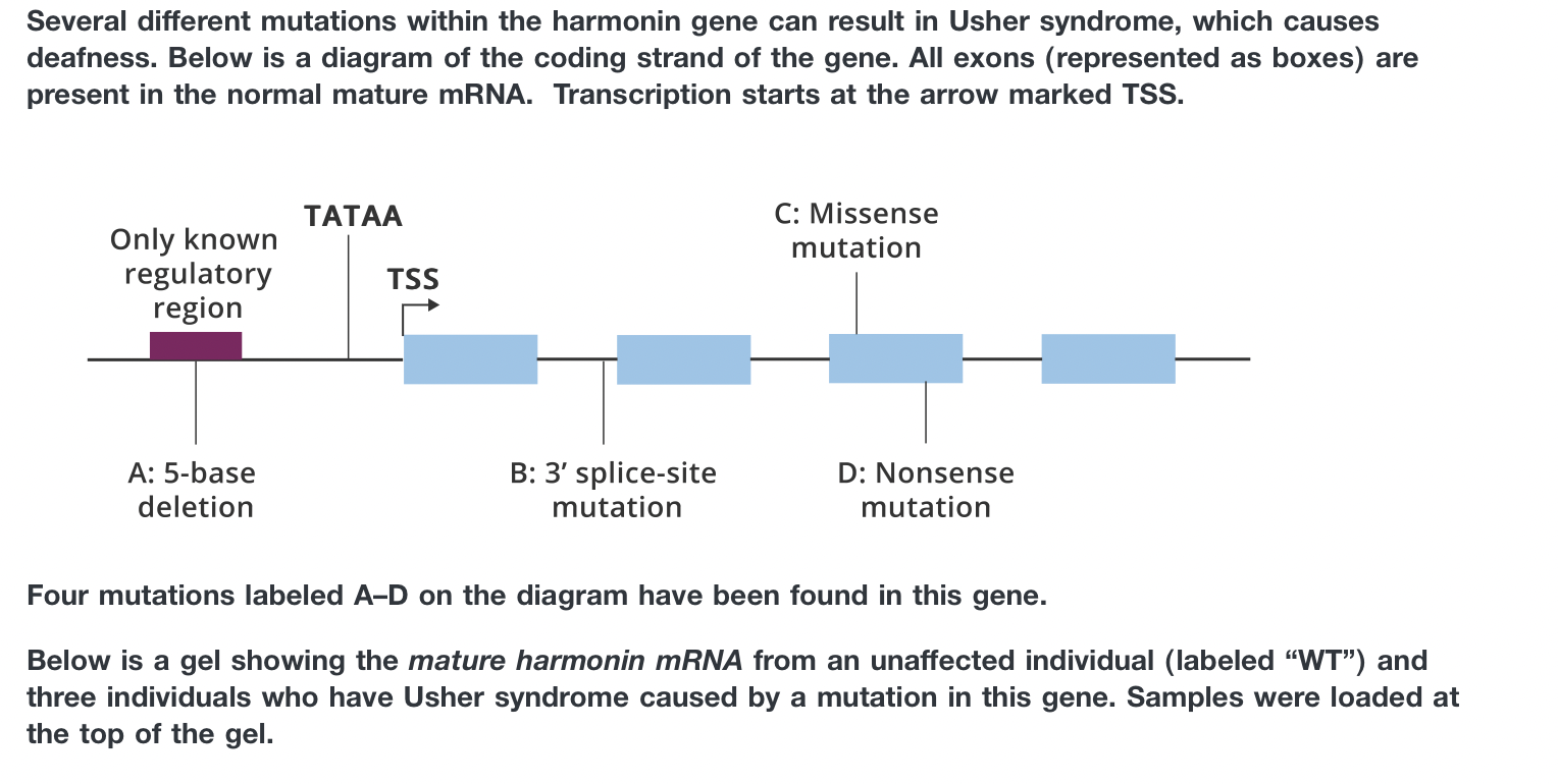 Solved Several different mutations within the harmonin gene | Chegg.com
