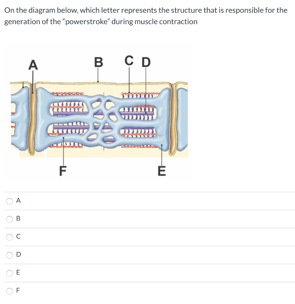 Solved On the diagram below, which letter represents the | Chegg.com