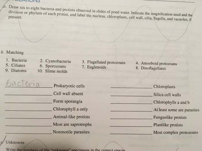 Solved Draw six to eight bacteria and protists observed in | Chegg.com