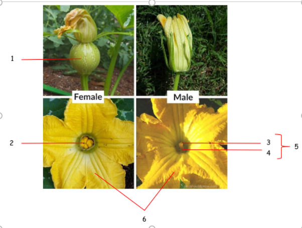 Solved Imperfect Flower (Male and female squash flowers) 1. | Chegg.com