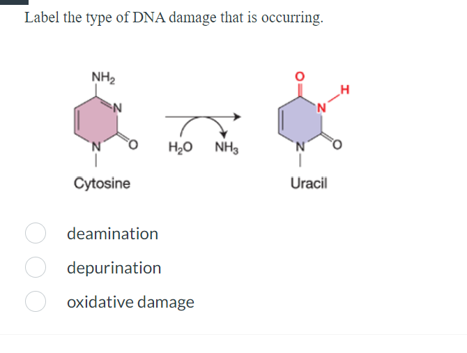 Solved Label the type of DNA damage that is occurring. | Chegg.com