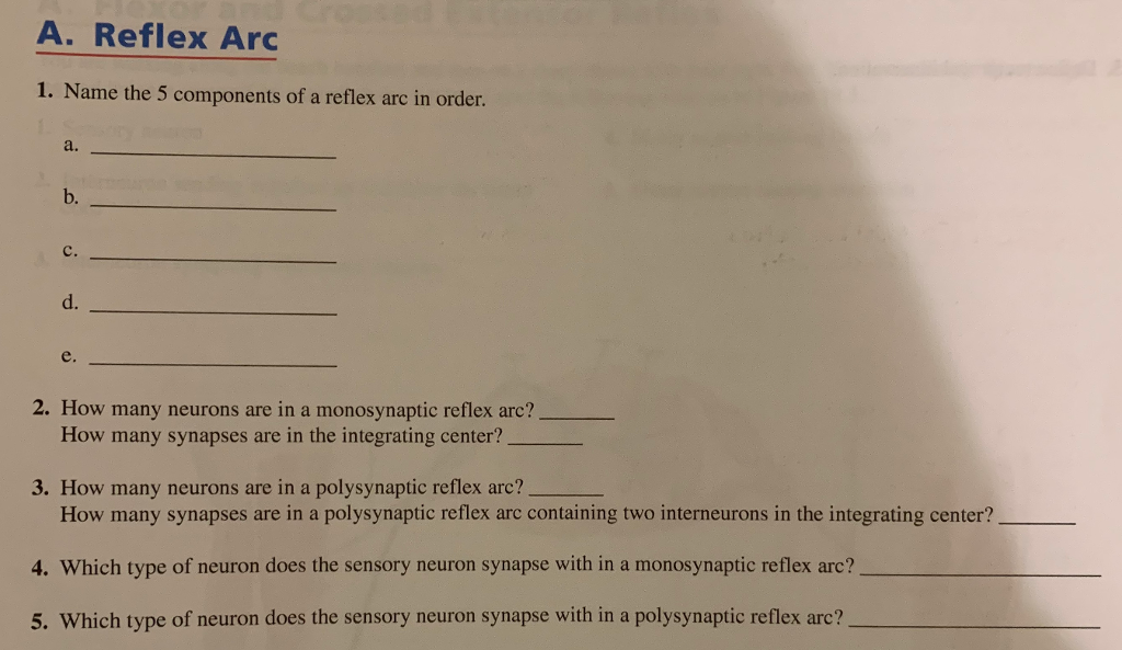 Solved A. Reflex Arc 1. Name the 5 components of a reflex | Chegg.com
