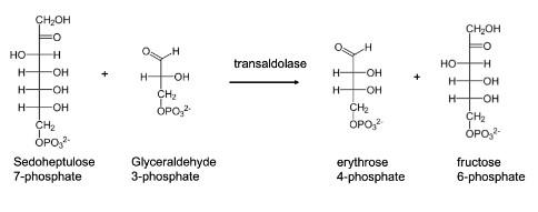 Solved The enzyme aldolase in glycolysis uses an active site | Chegg.com