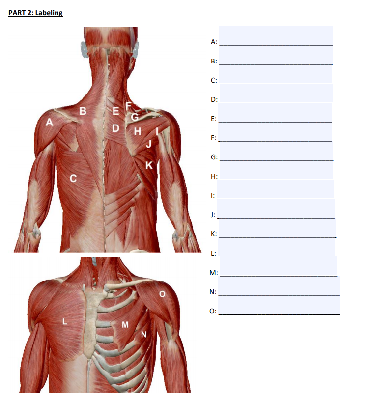 Solved PART 1: Labeling Identify each of the indicated | Chegg.com