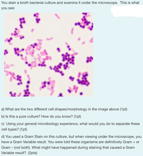 Solved You stain a broth bacterial culture and examine it | Chegg.com