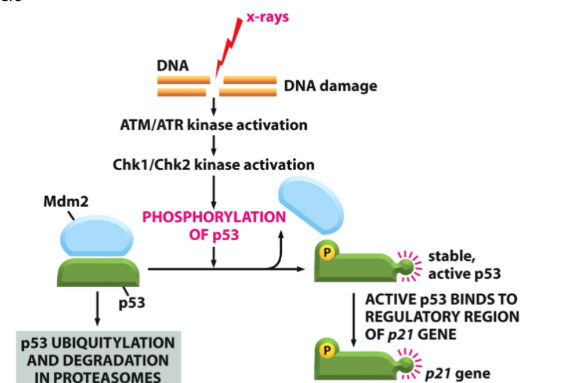 Solved X-rays DNA DNA damage ATM/ATR kinase activation | Chegg.com