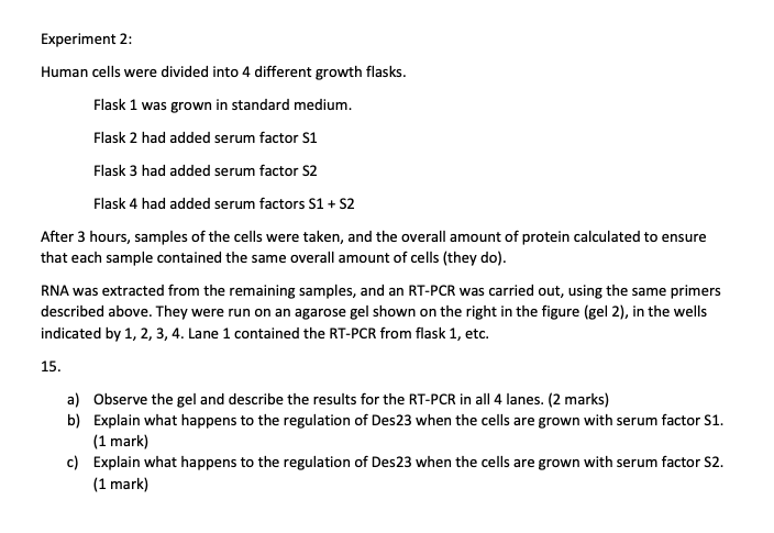 Solved Two PCR primers have been designed to the human gene | Chegg.com