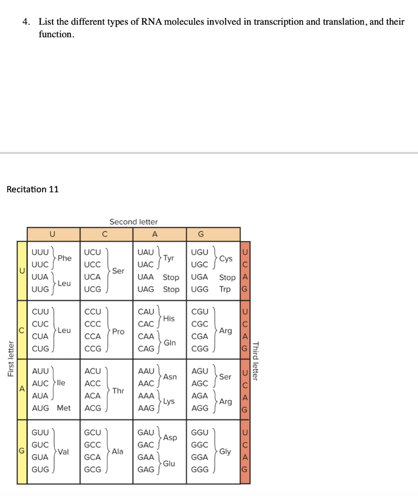 Solved 4. List the different types of RNA molecules involved | Chegg.com