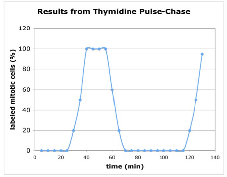 Solved Consider the following radioactive thymidine | Chegg.com