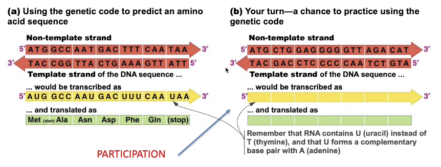 Solved (a) Using the genetic code to predict an amino acid | Chegg.com