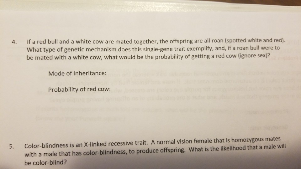 Solved 4. If a red bull and a white cow are mated together, | Chegg.com