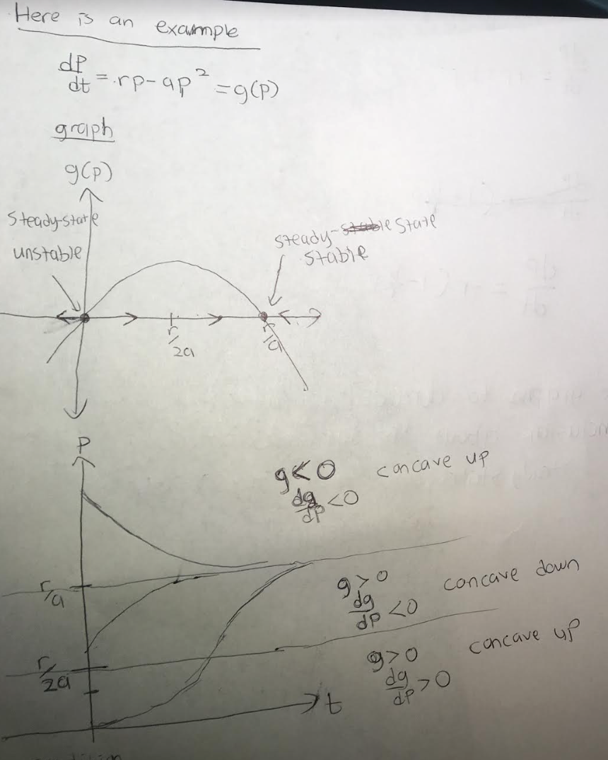 Solved Here an example dP dt =rp-apgP graph Steady stare | Chegg.com