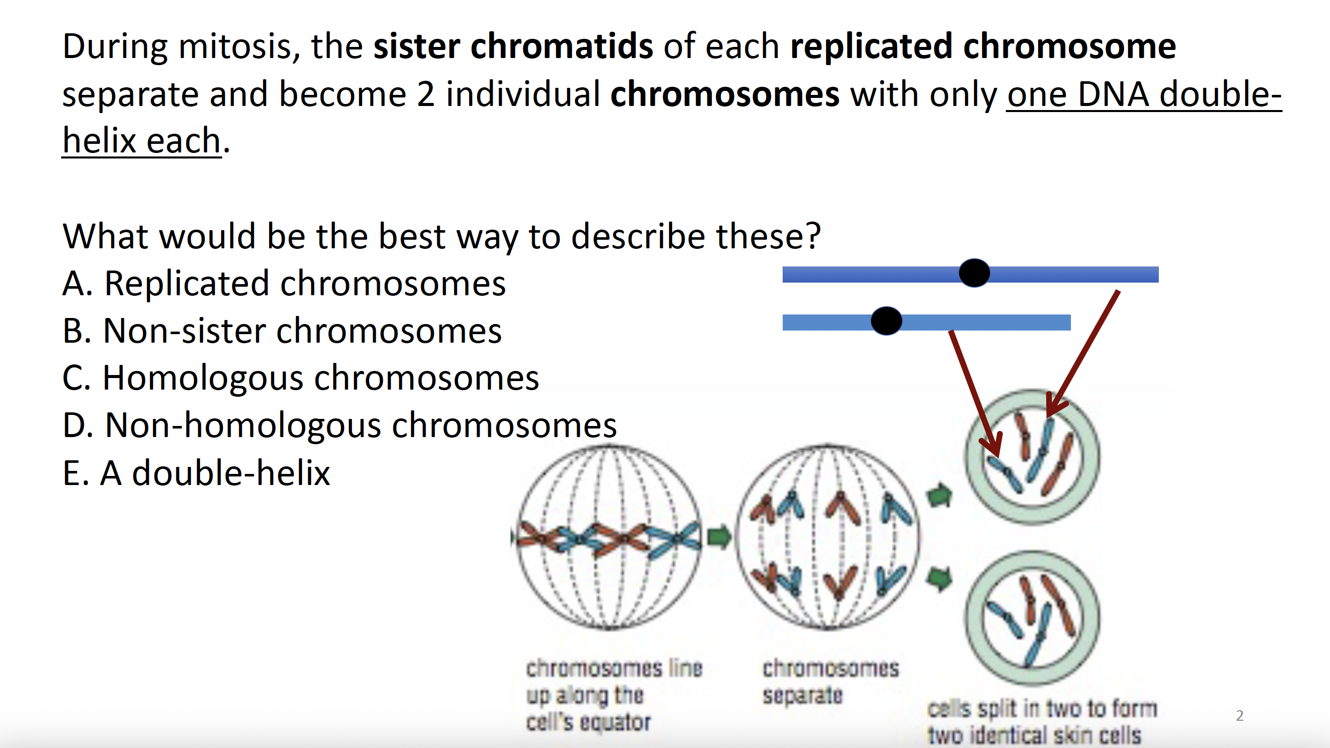 Solved During mitosis, the sister chromatids of each | Chegg.com