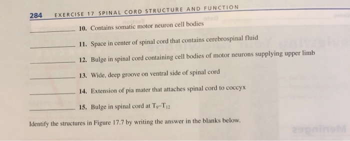 Solved A. Meninges Write the name of the structure | Chegg.com