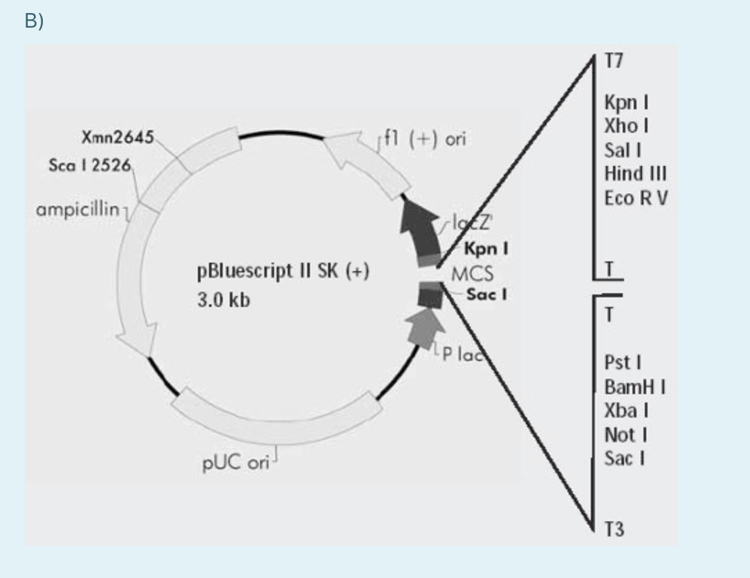 Solved PolyA DDK MyC A) fi ori CMV promoter SV40 ori | Chegg.com