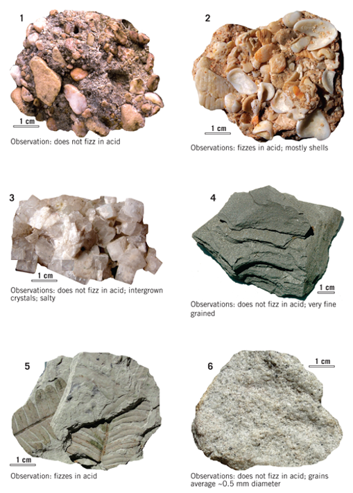 Solved 1 2 1 cm 1 cm Observation does not fizz in acid | Chegg.com