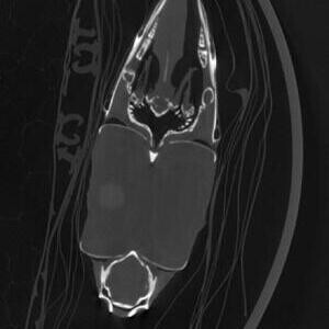 Solved is this image a CT or MRI scan of a fish? and if not | Chegg.com