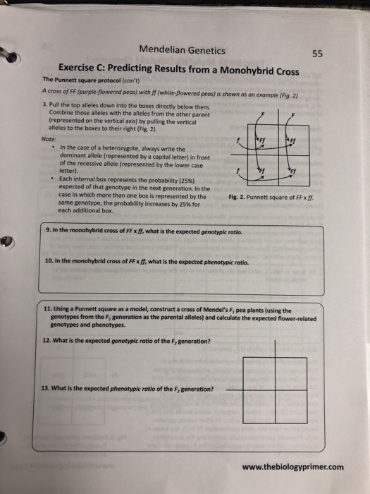 Solved Mendelian Genetics Exercise C: Predicting Results | Chegg.com
