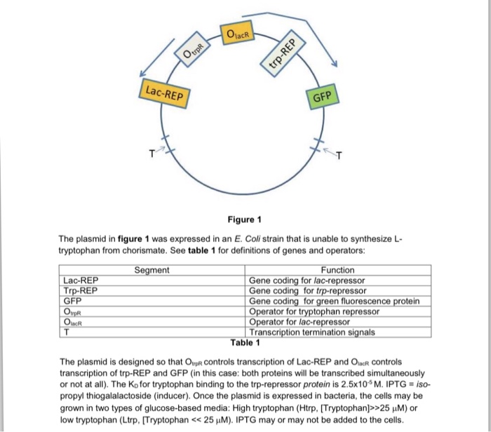Solved lacR Lac-REP GFP Figure 1 The plasmid in figure 1 was | Chegg.com