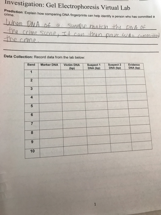 Solved Investigation: Gel Electrophoresis Virtual Lab | Chegg.com