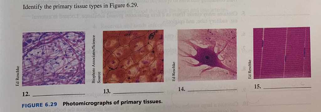 Solved Identify the primarytise types in Figure 6,29. 12. | Chegg.com