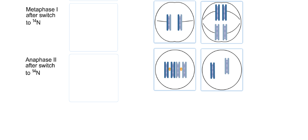 Solved Sister A line of mouse cells is grown for many | Chegg.com