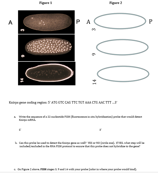 Solved Knirps gene coding region: 5' ATG GTC CAG TTC TGT AAA | Chegg.com