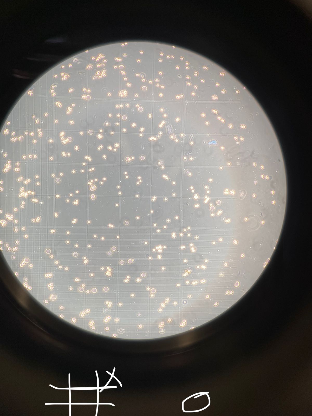 Solved Counting trypsinized cells (with 2.5% 0% (control) | Chegg.com