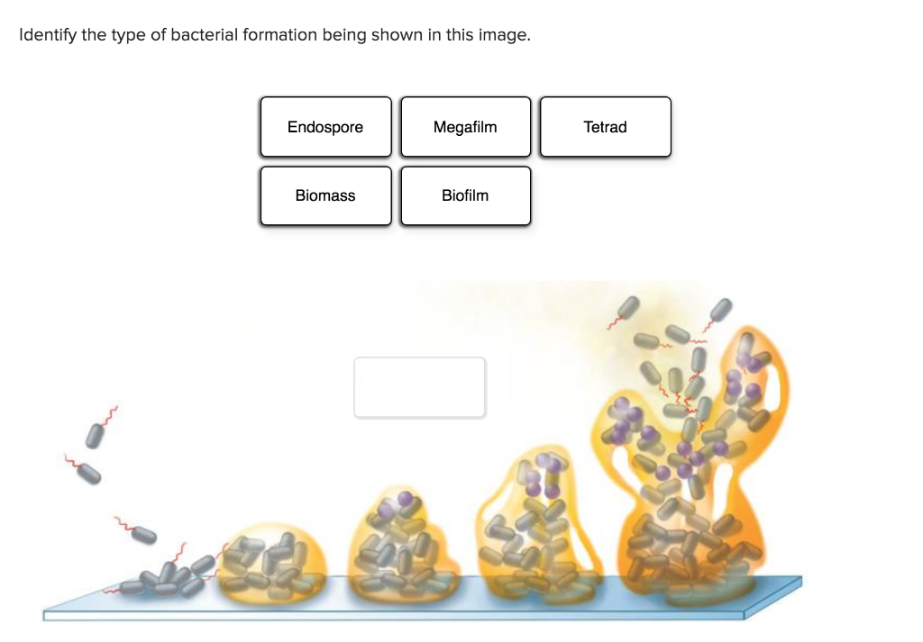 Solved Identify the type of bacterial formation being shown | Chegg.com