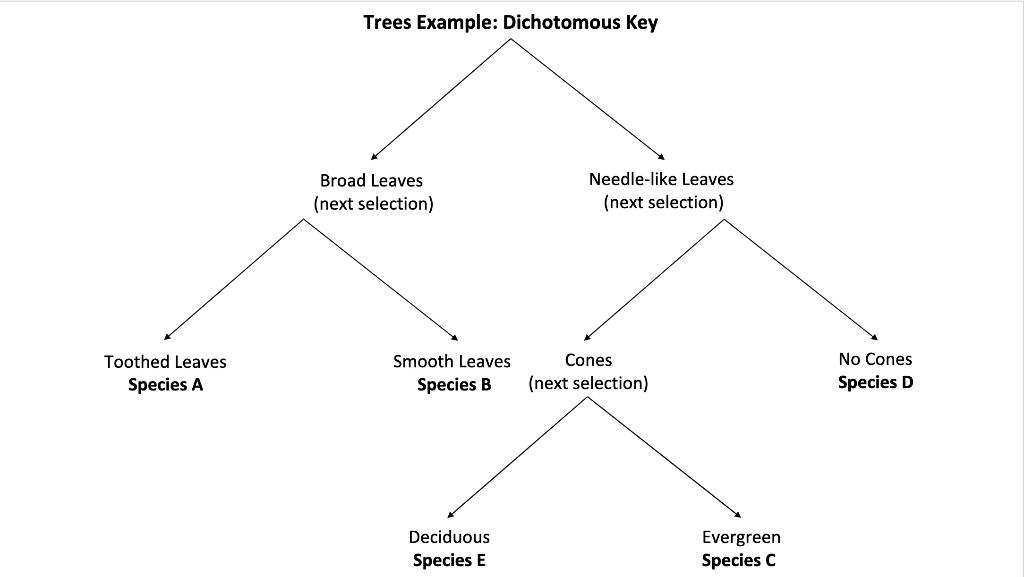 Solved Construct a pictorial dichotomous key with the | Chegg.com