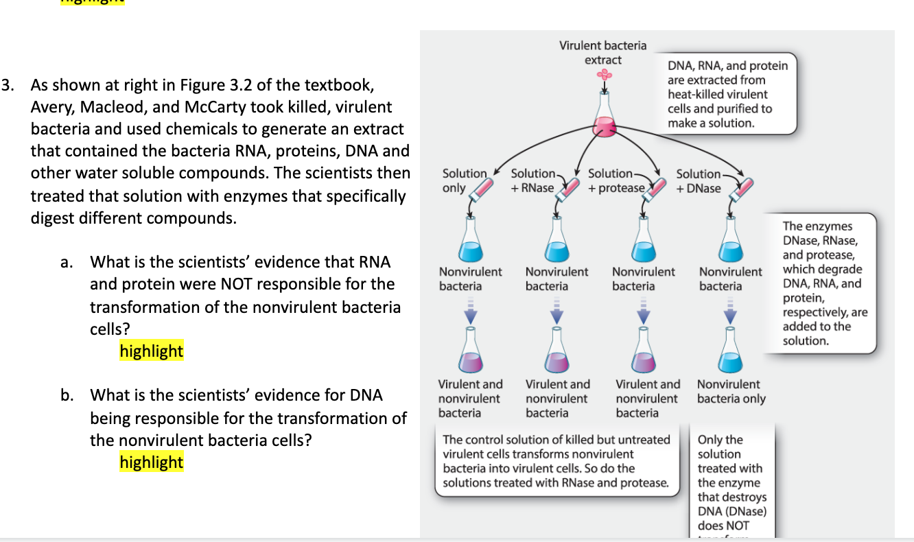 Solved Virulent bacteria extract 3. DNA, RNA, and protein | Chegg.com