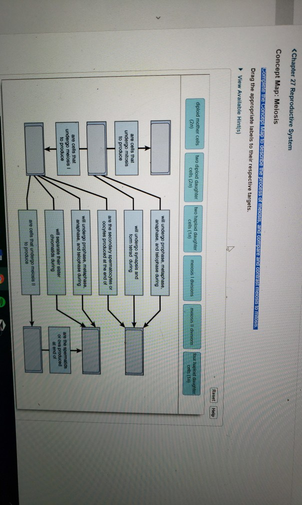 Solved Chapter 27 Reproductive System Concept Map: Meiosis | Chegg.com