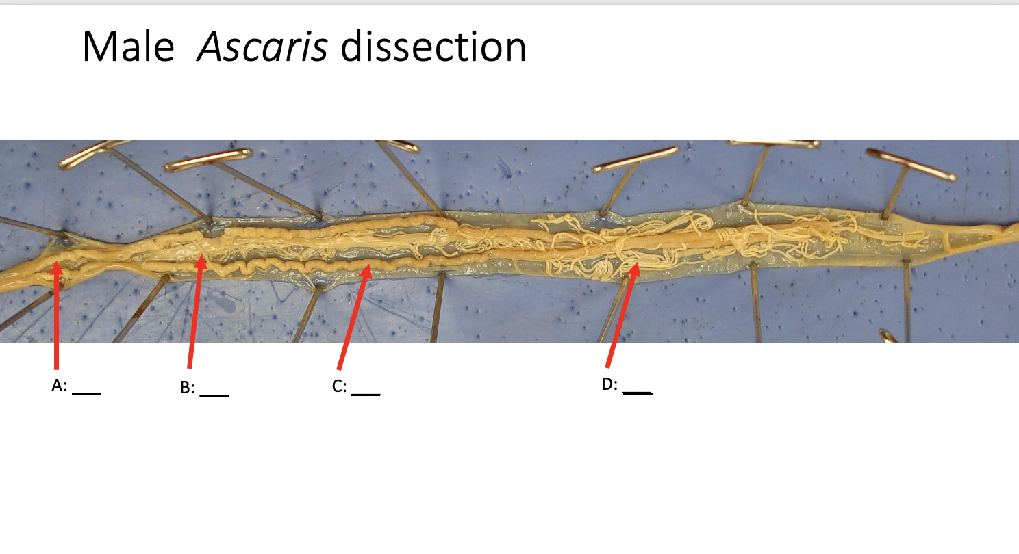 Ascaris Dissection Ascaris Dissection Lab