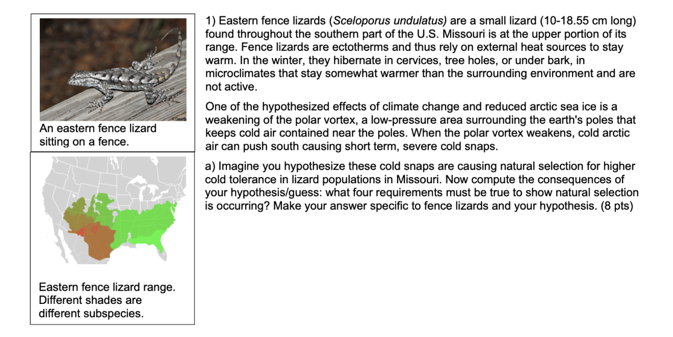 1) Eastern fence lizards (Sceloporus undulatus) are a | Chegg.com