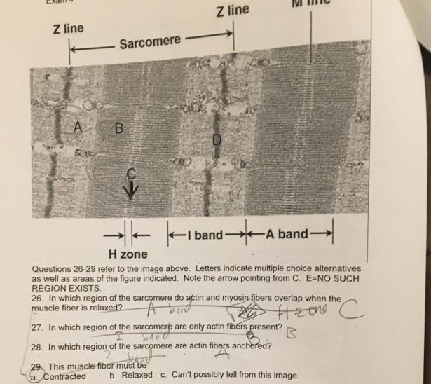 Solved InTC Z line Z line Sarcomere l band H zone Questions | Chegg.com
